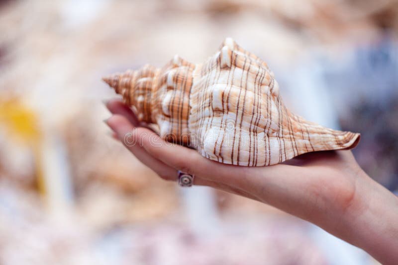 Beach shell held in hand stock photo. Image of scallop - 26187856