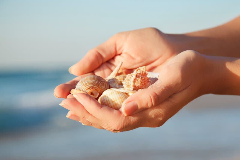 Beach shell held by hands stock image. Image of held - 90562087