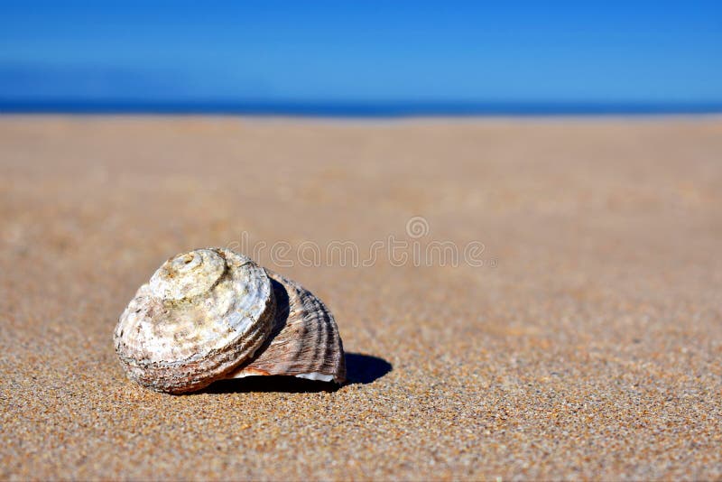 Pipi shell stock image. Image of nature, mollusk, sand - 12292653