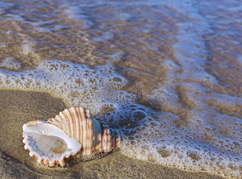 Beach shell stock image. Image of sunny, seashell, shells - 2364803