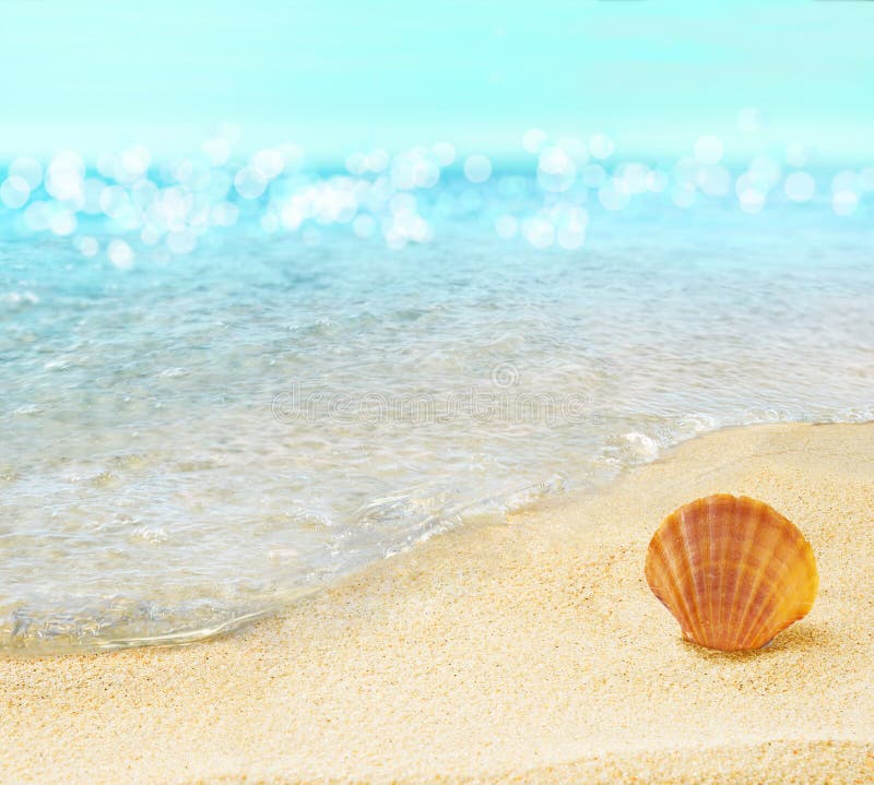 Shell on the beach stock photo. Image of coastline, space - 18895974