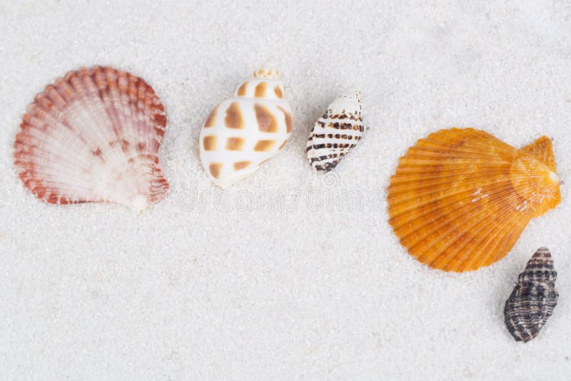 Beach shell stock image. Image of exotic, lagoon, like - 85530677
