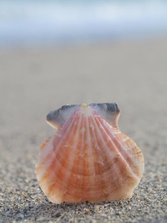 Shell beach stock image. Image of copyspace, conch, exotic - 30068177