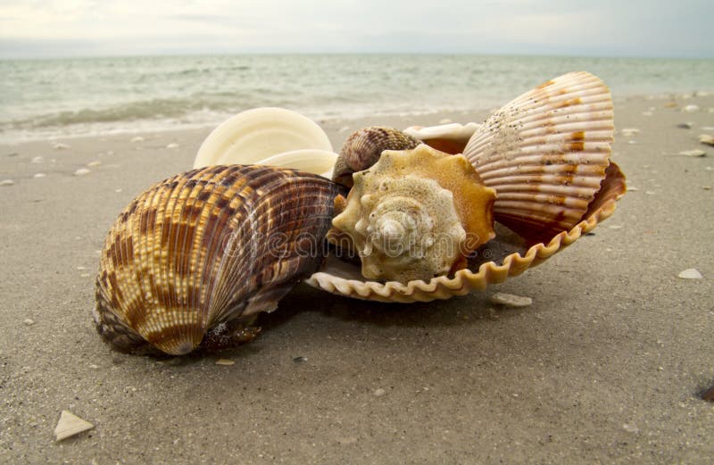 Beach Shells stock image. Image of conch, olive, seascape - 13282737