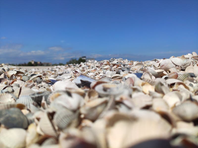 Beach with shells stock image. Image of wave, coast - 184263535