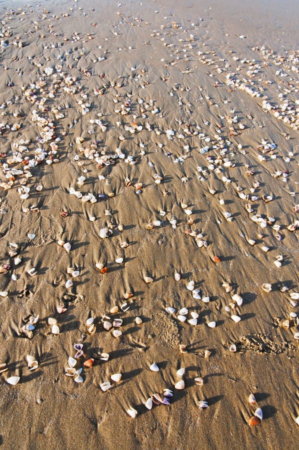 Beach and shells stock image. Image of tropical, laying - 26615279