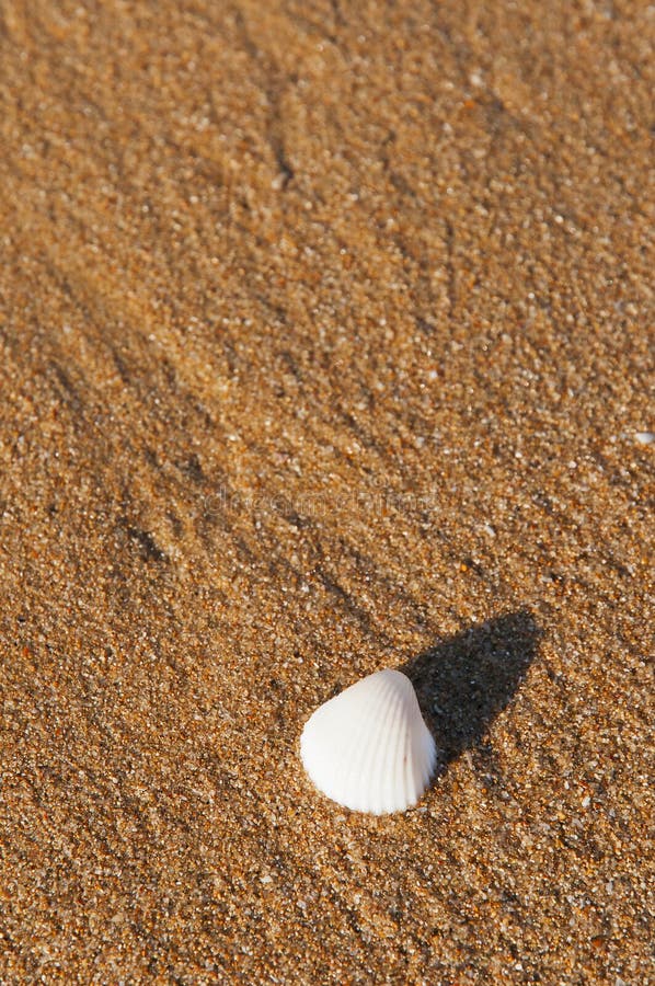 Beach and shells stock image. Image of morning, grey - 26642813