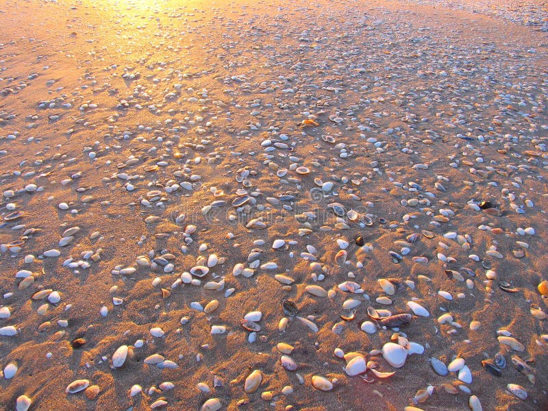 Beach and the Shells stock photo. Image of seaside, nature - 3532626