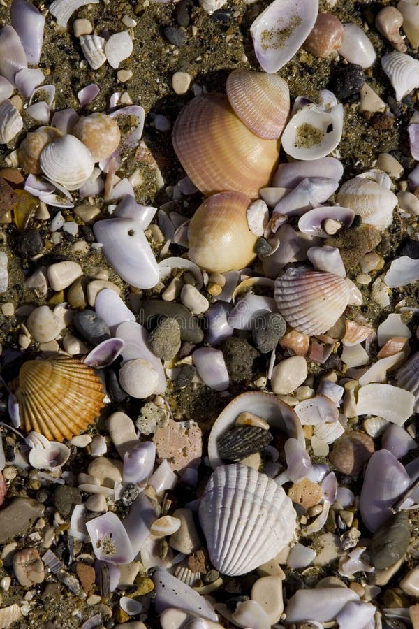 Beach shells stock image. Image of beach, shell, shore - 4818853