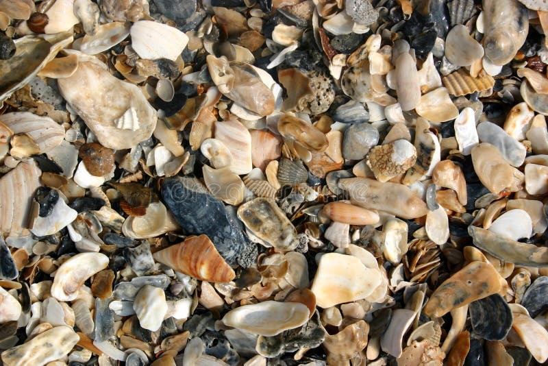 Beach Shells stock image. Image of shell, beach, shore, scallop - 49239