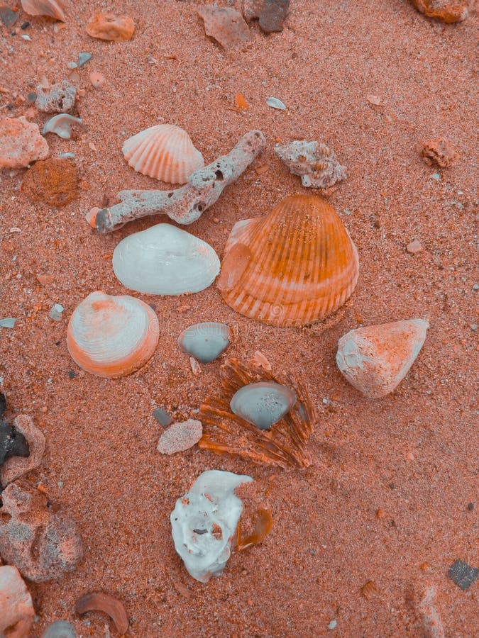 Beach shells stock image. Image of shellfish, sand, aesthetics - 200032763