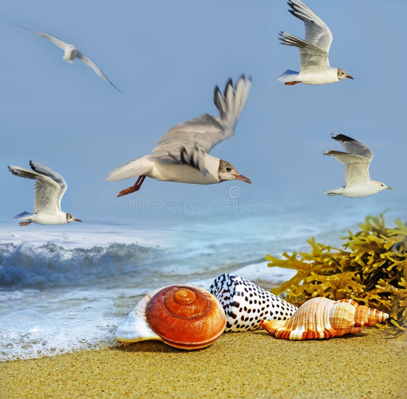 Decorating Seashells Stock Photos - Download 118 Royalty Free Photos