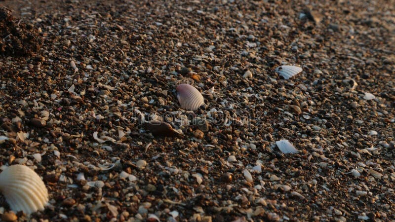 Beach Shells and Brown Beach Sand Stock Photo - Image of lighted, sand ...