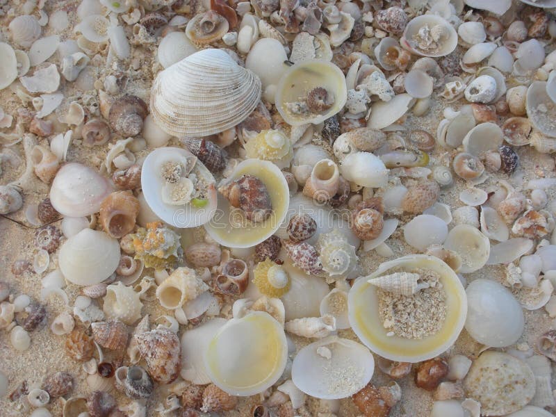 Beach shells stock image. Image of shore, coral, caribbean - 49073755