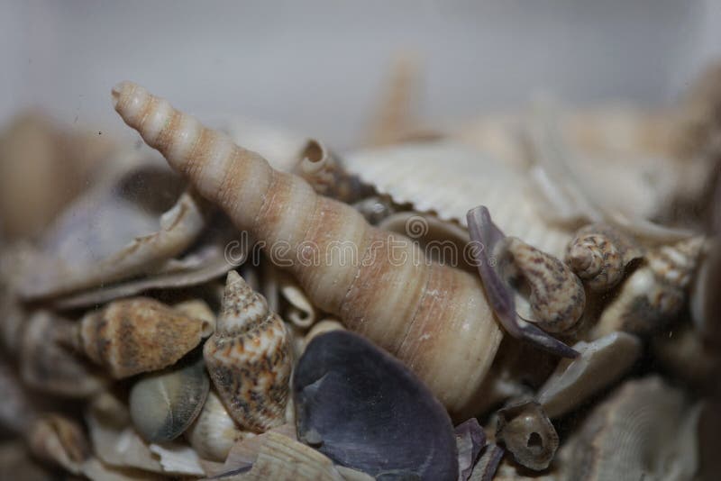 Beach Shells Close Up Summer Mood Modern Background High Quality Prints ...