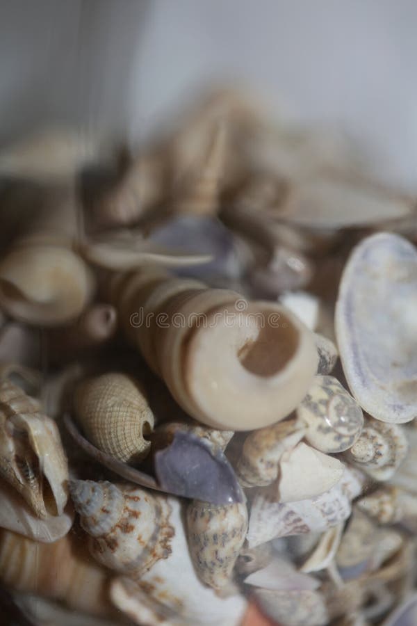 Beach Shells Close Up Summer Mood Modern Background High Quality Prints ...
