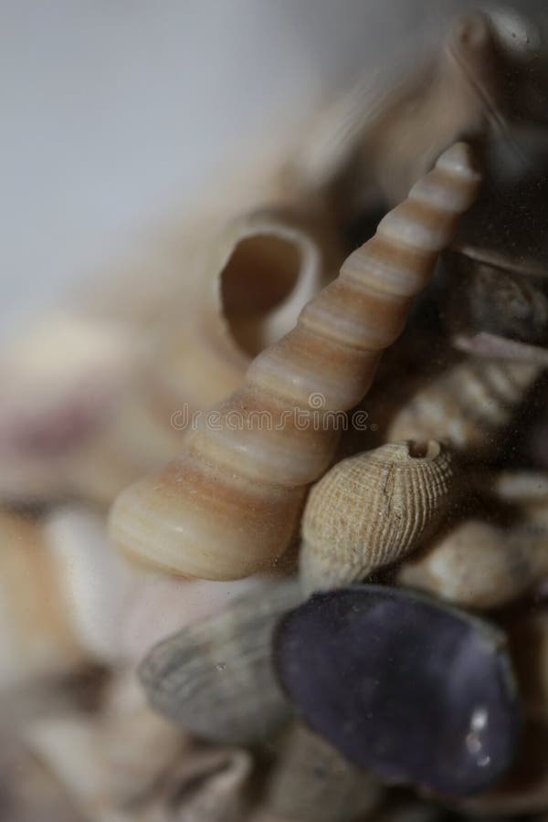 Beach Shells Close Up Summer Mood Modern Background High Quality Prints ...