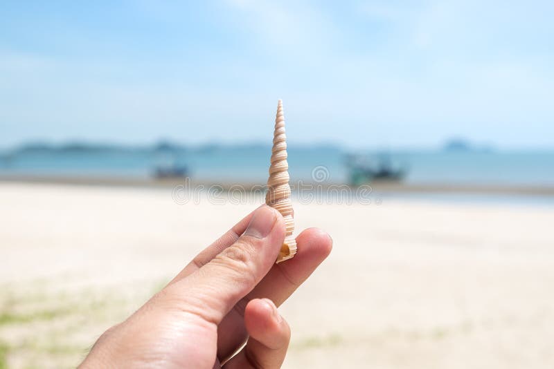 Beach shells held by hands stock photo. Image of held - 95542422