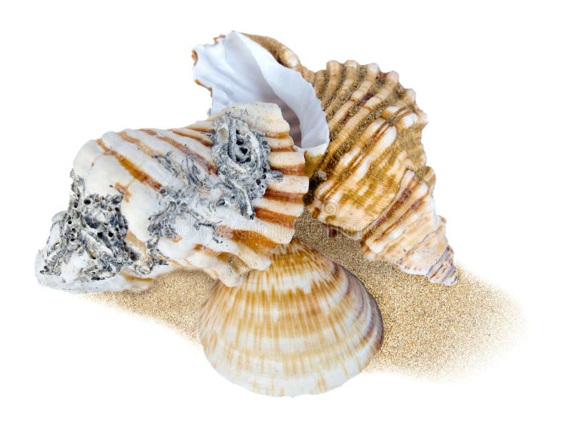 Seashells stock image. Image of minimal, background, sand - 32199051