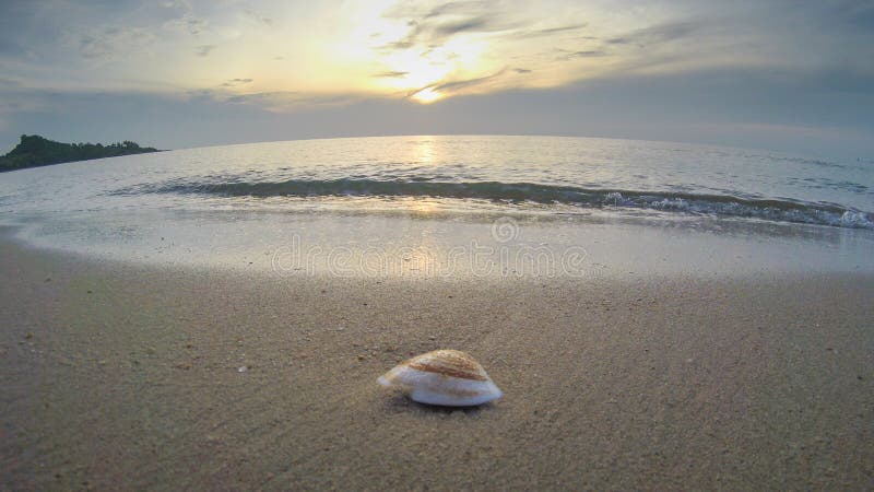 Beach shells in morning. stock image. Image of close - 111843591