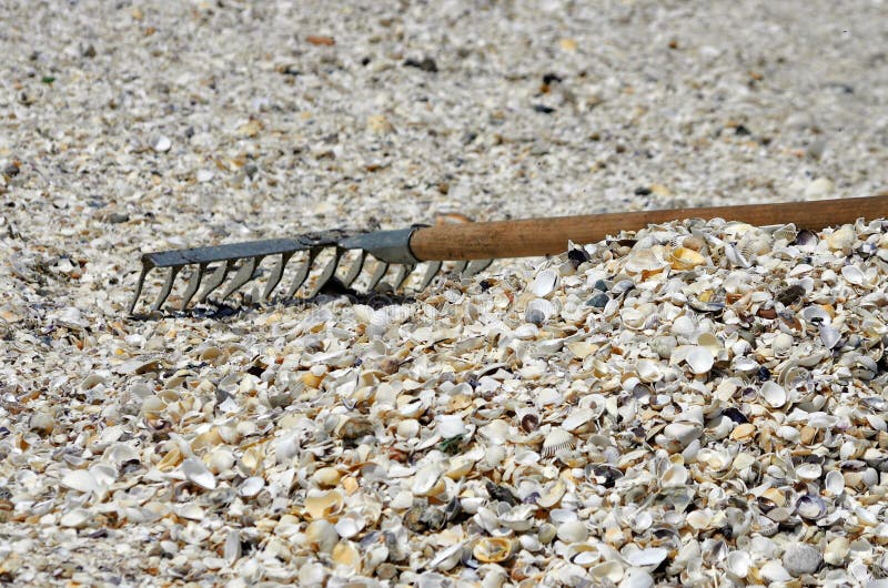 459 Gathering Shells Stock Photos - Free & Royalty-Free Stock Photos ...