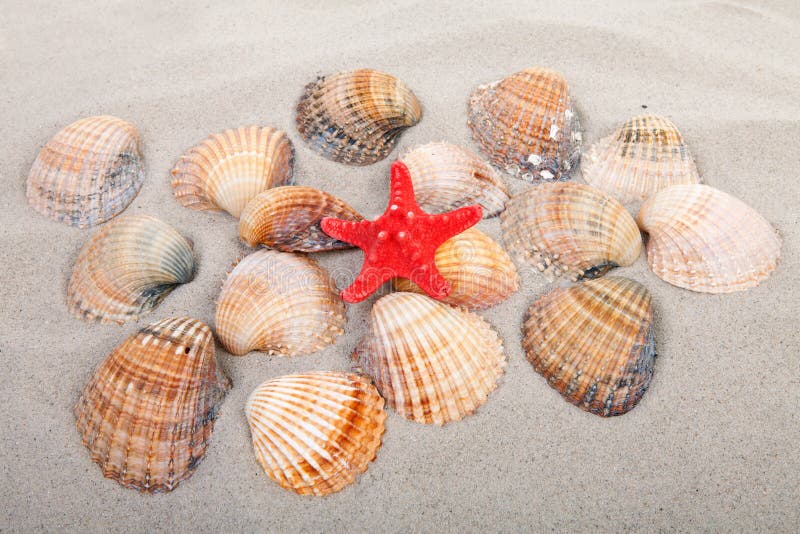 Beach with Shells and Red Starfish Stock Photo - Image of summertime ...