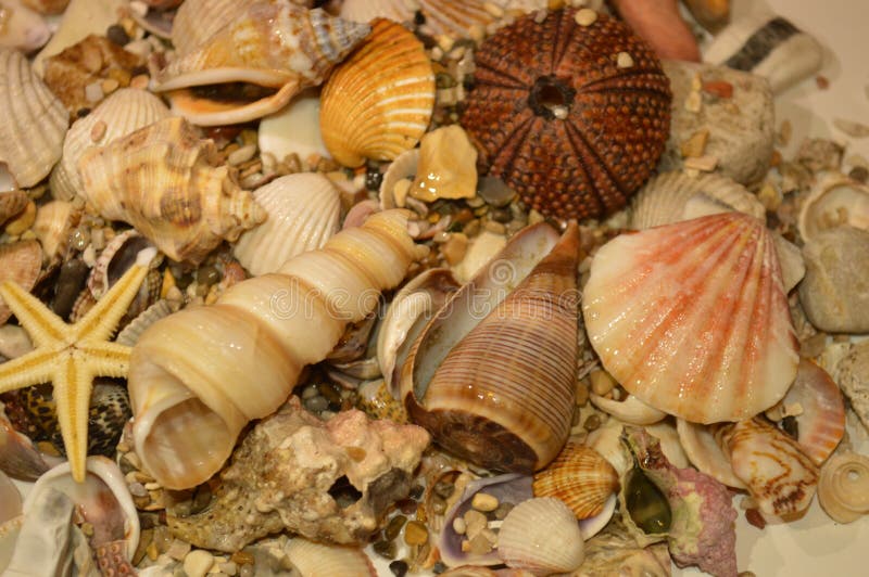 Sea Shells, Sea Star on Beach Stock Image - Image of collection ...