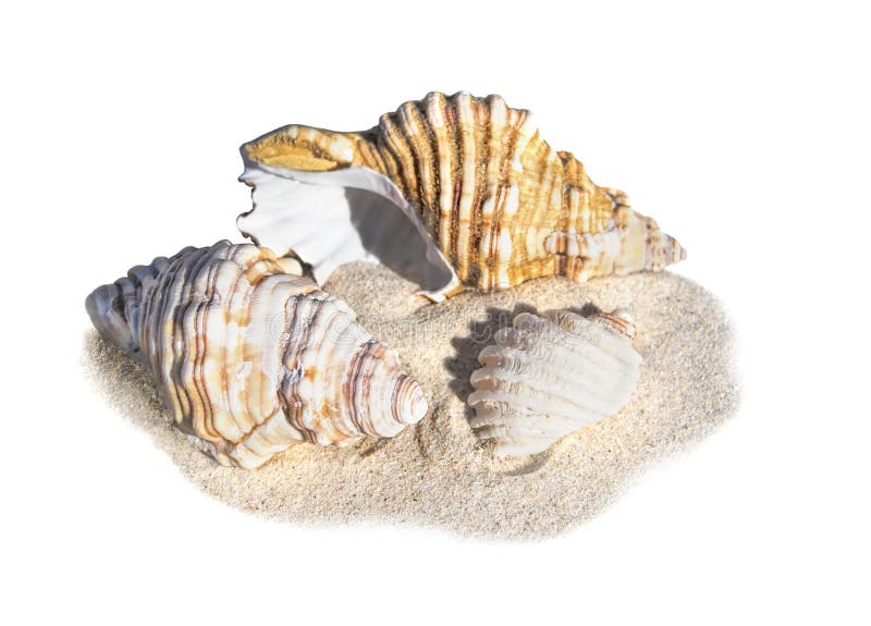 Beach shells on sand stock image. Image of natural, seashells - 32673667