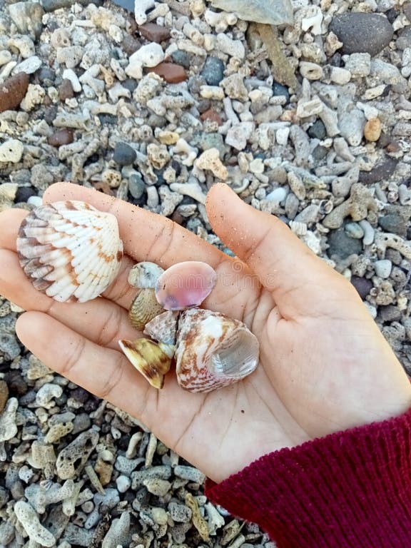 Beach Shells Shell Motifs Seashore Sea Shells Stock Image - Image of ...