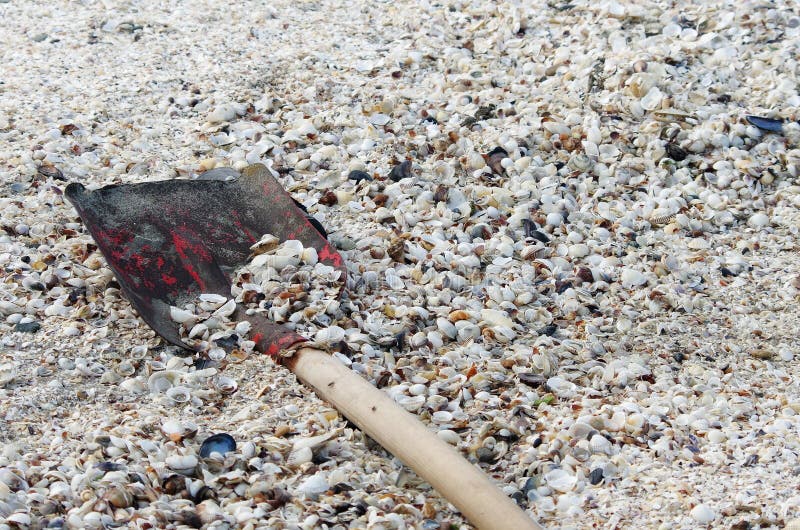 231 Gathering Shells Stock Photos - Free & Royalty-Free Stock Photos ...