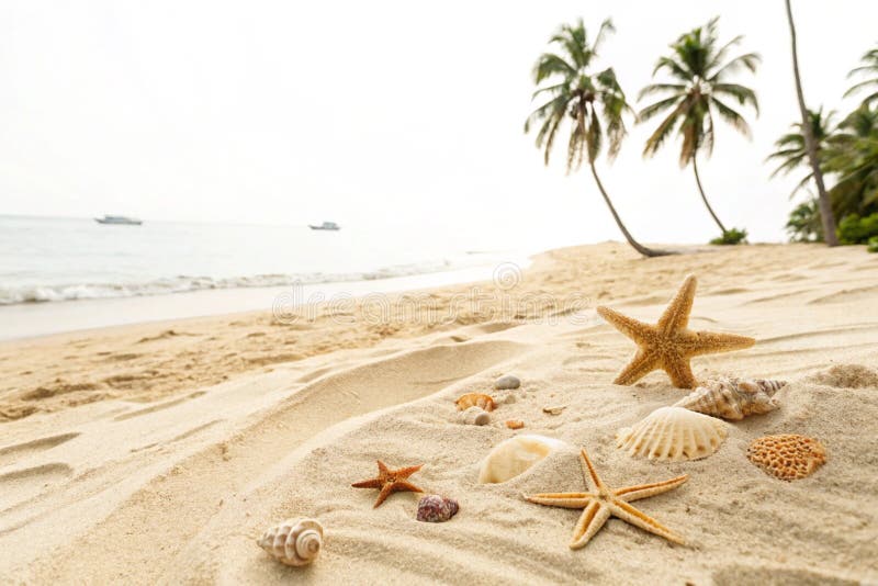 Beach Shells and Starfish stock illustration. Illustration of ...