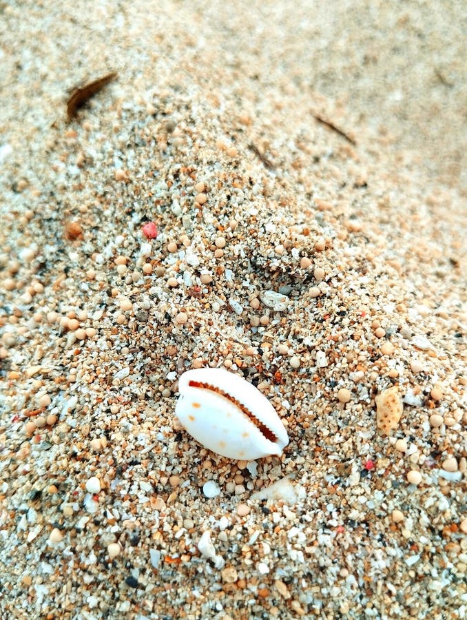 Beach Shells Washed Up on the Beach Stock Photo - Image of food ...