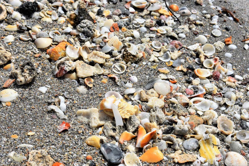 Beach shells stock photo. Image of beach, marine, ocean - 117679172
