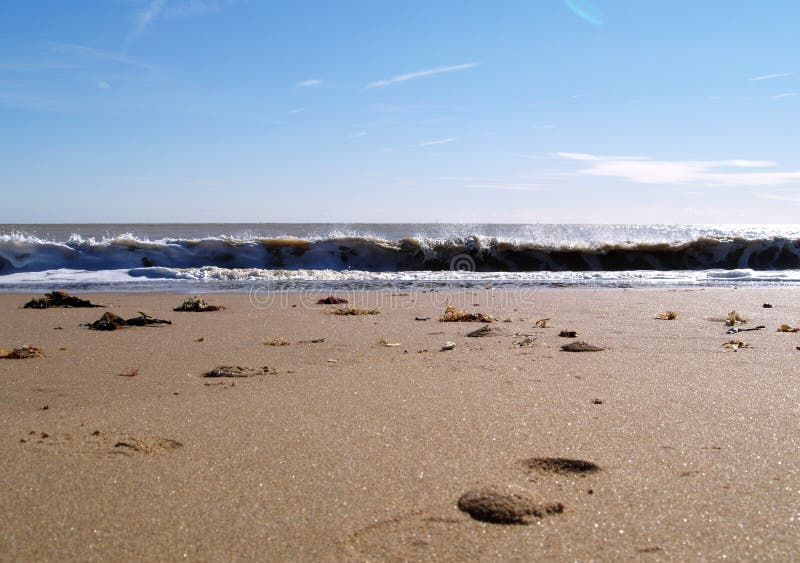 Beach and Shore stock photo. Image of grain, summer, shore - 5983860