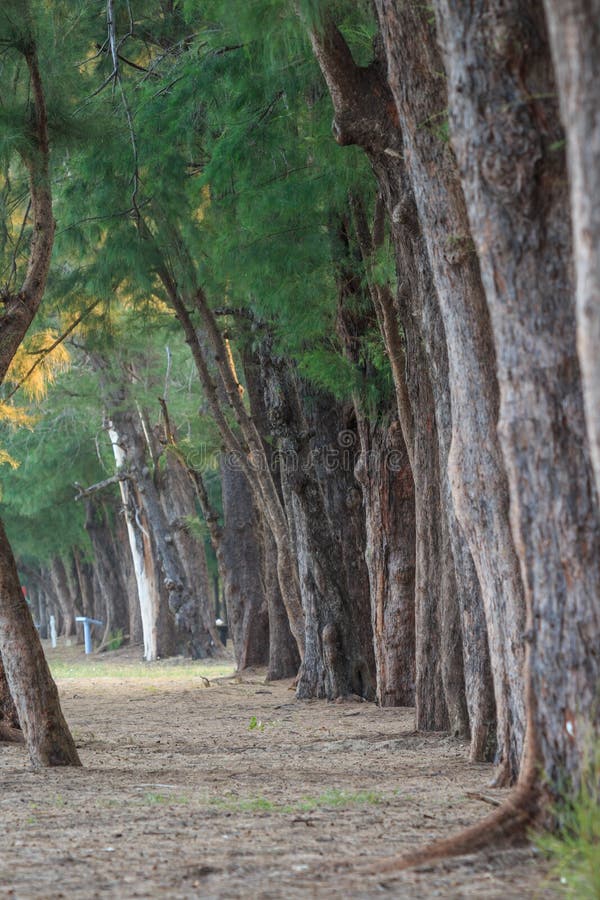 Beach side pine trees stock image. Image of environment - 138288139