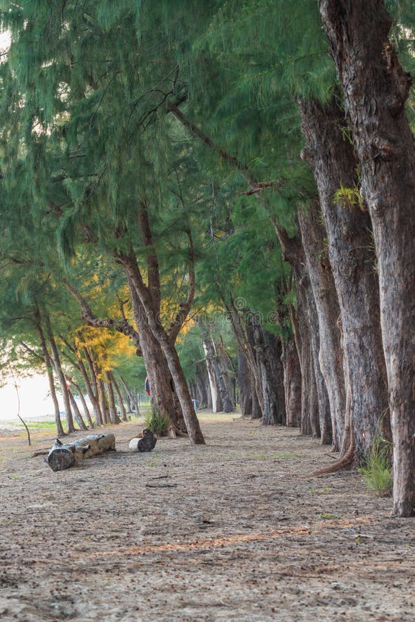 Beach side pine trees stock photo. Image of evening - 138288218