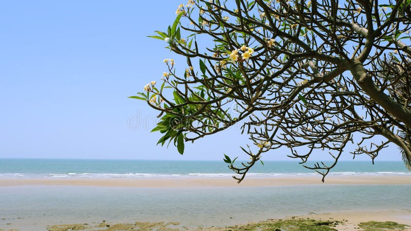 Beach side tree. stock photo. Image of plumeria, leave - 72499146