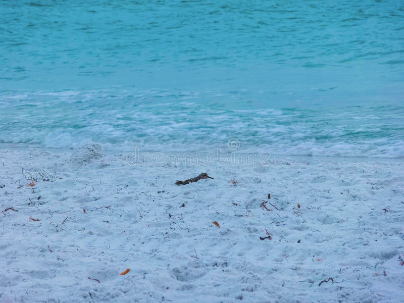 Beach Walking on Siesta Key Beach Stock Image - Image of beach, siesta ...