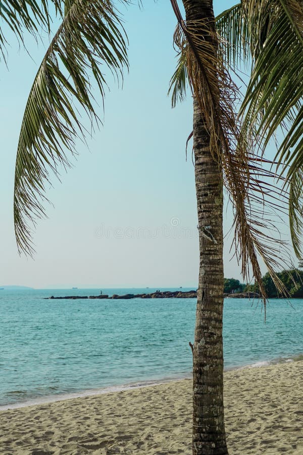 Beach in Sihanoukville. Palm Trees and Blue Sea Stock Photo - Image of ...