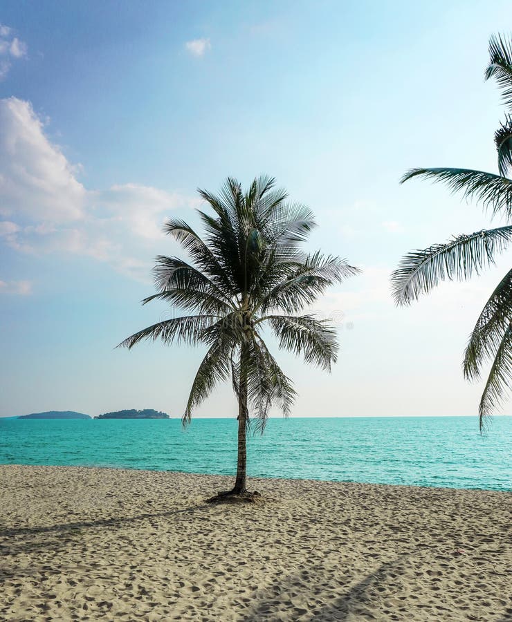 Beach in Sihanoukville. Palm Trees and Blue Sea Stock Photo - Image of ...