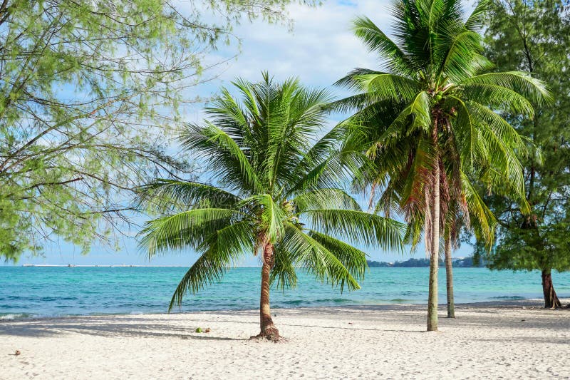 Beach in Sihanoukville. Palm Trees and Blue Sea Stock Image - Image of ...