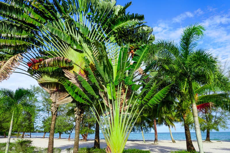 Beach in Sihanoukville. Palm Trees and Blue Sea Stock Image - Image of ...