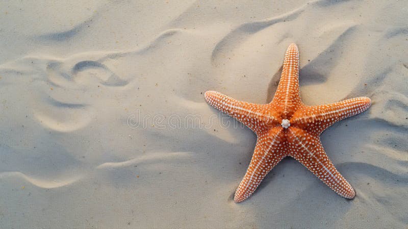 Beach single star stock illustration. Illustration of ocean - 317290071