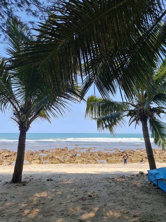 Beach Situation, Coconut Trees on Side of the Shore Stock Photo - Image ...