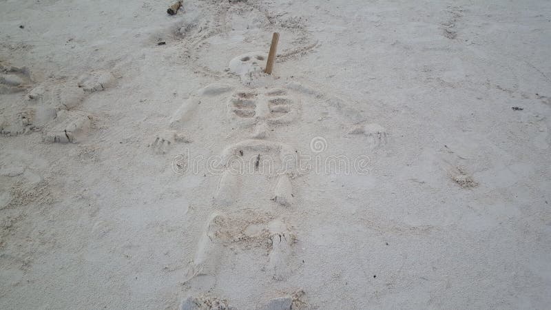 Beach skeleton stock image. Image of america, beach, mexico - 73847113