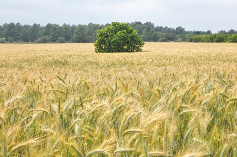 217 Beach Rye Grass Stock Photos - Free & Royalty-Free Stock Photos ...