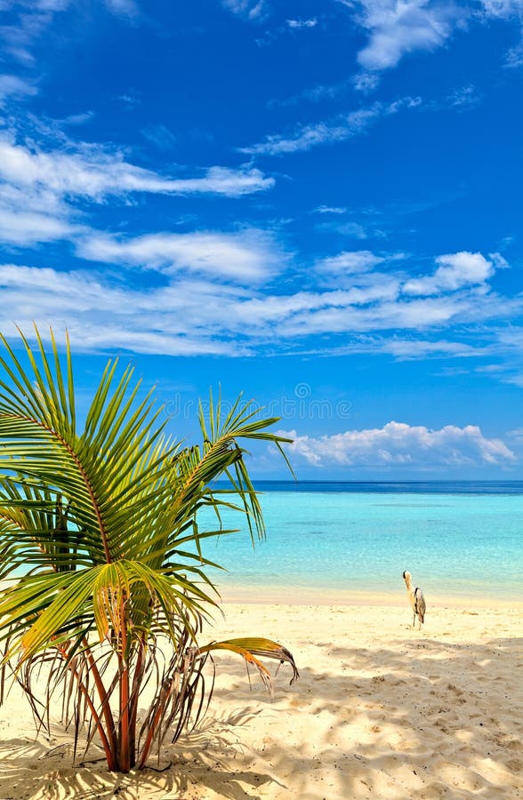 Nice beach with palm tree stock image. Image of green - 1744205