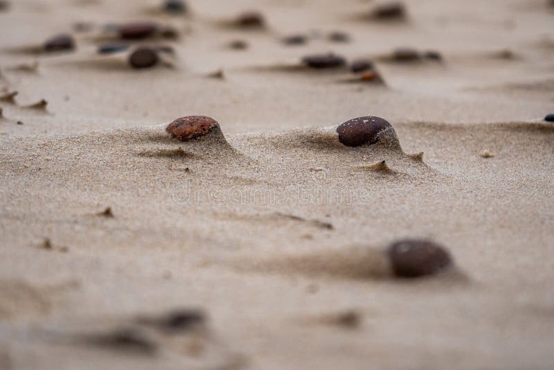 Beach, Small Pebbles on the Sand Stock Photo - Image of reptile, field ...