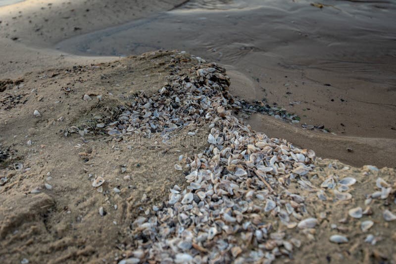 Beach with Small Shells on the Seashore, River, Ocean in the Evening ...