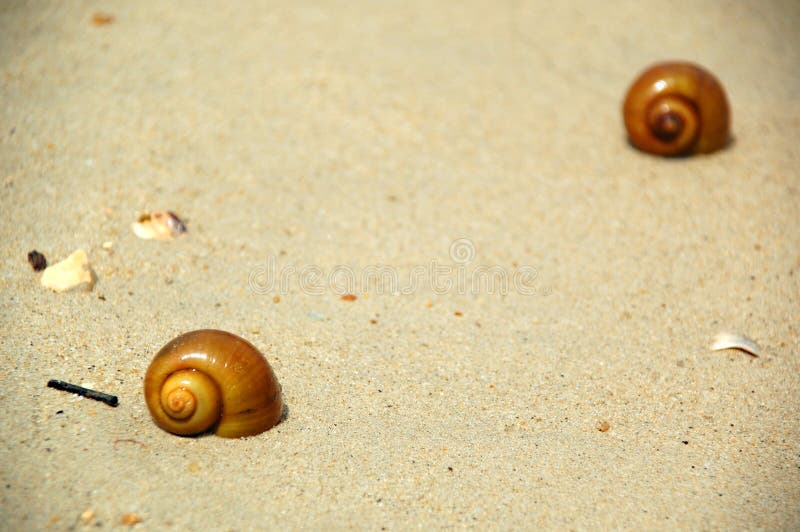 Beach And Snails Picture. Image: 1259992